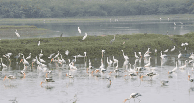 Soor Sarovar Bird Sanctuary Agra (Timings, History, Entry Fee, Images ...
