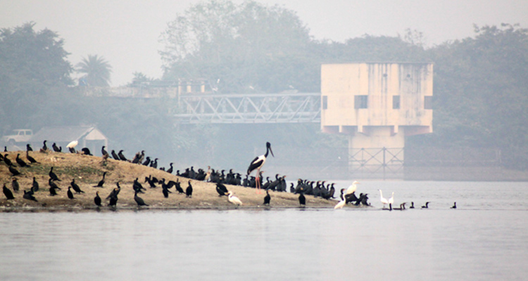 Soor Sarovar Bird Sanctuary Agra (Timings, History, Entry Fee, Images ...