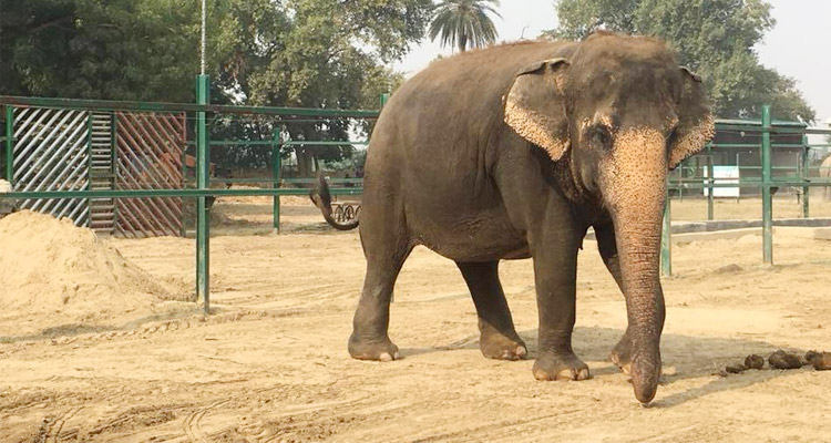 Wildlife SOS Agra (Timings, History, Entry Fee, Images, Built by ...